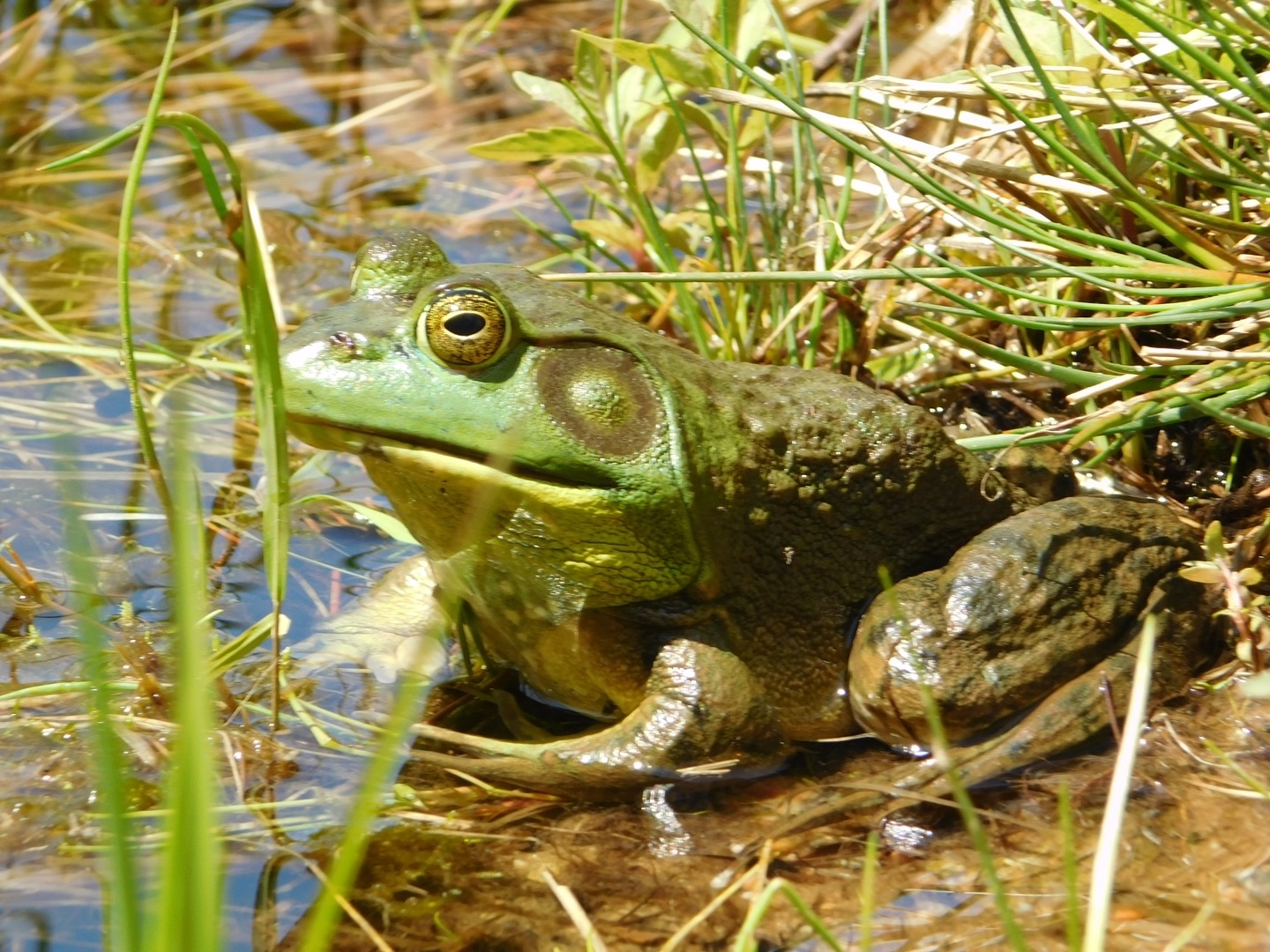 Campus Critter Spotlight: American Bullfrog - The MainSheet at Cape Cod ...